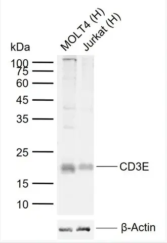 【Biorbyt 科研专题】白细胞分化抗原 / CD分子系列 - 知乎