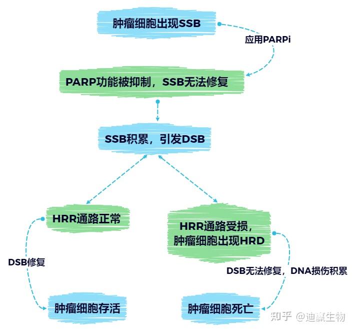 Biomarker的精彩故事（4）—— HRD - 知乎