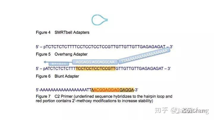 Pacbio测序原理以及SMRT bell文库构建流程简述 - 知乎