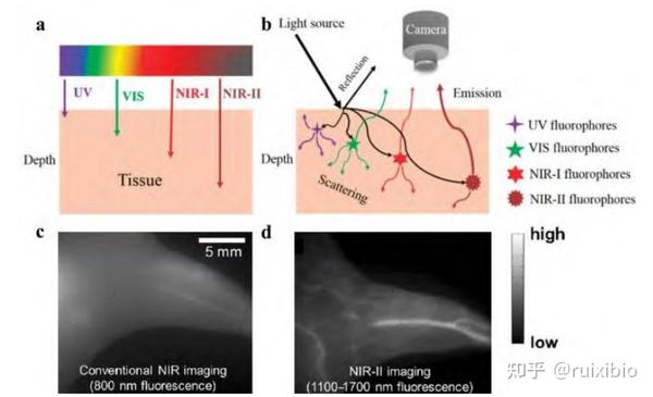 近红外荧光染料IR-783/近红外荧光染料IR-1048/近红外二区荧光IR-1061 - 知乎