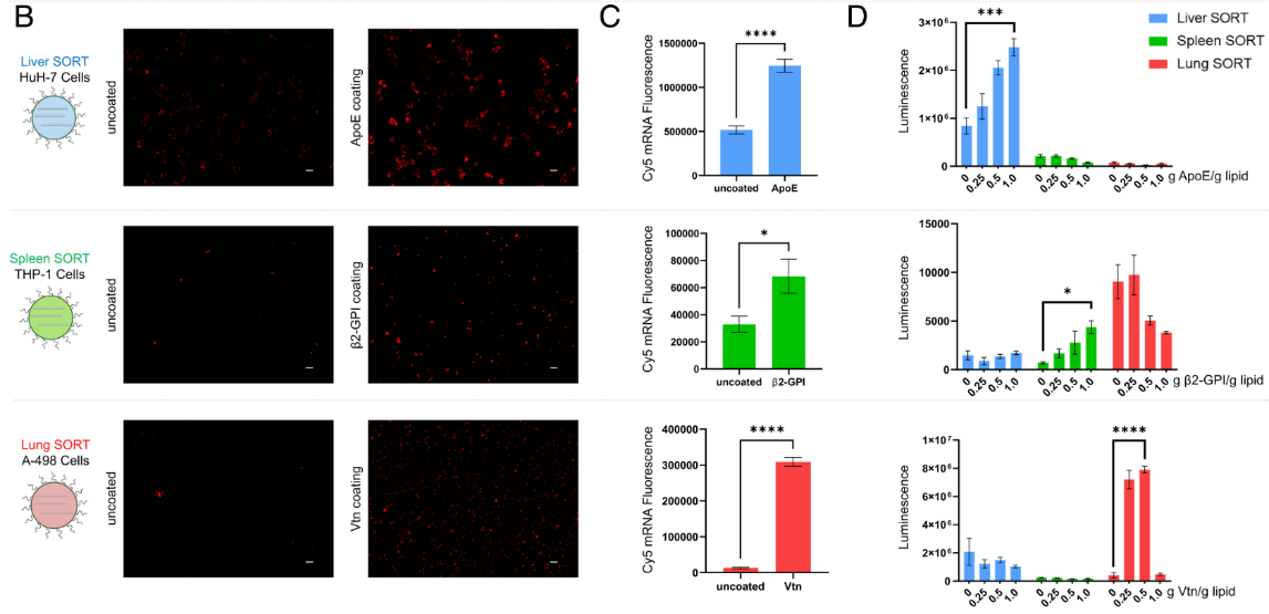 PNAS | On the mechanism of tissue-specific mRNA delivery by selective ...