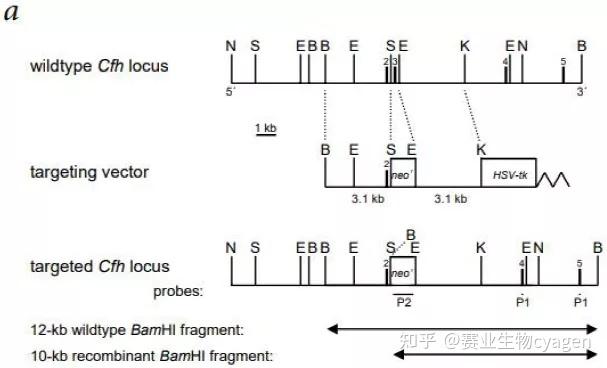 Cfh基因敲除小鼠 - 知乎