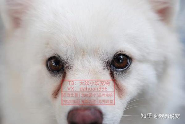 大欢小欢宠物 狗狗上火的症状和6个解决办法 知乎