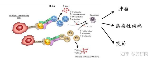IL-15靶向药：新生代抗癌之光? - 知乎