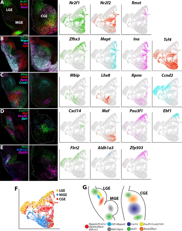 RNAscope Hiplex 验证并解析前脑早期发育过程中基因时空表达特征 - 知乎