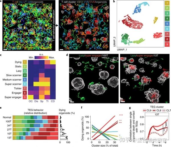 【顶刊必读】T细胞与癌症类器官共培养，助力实现精准医疗！ - 知乎