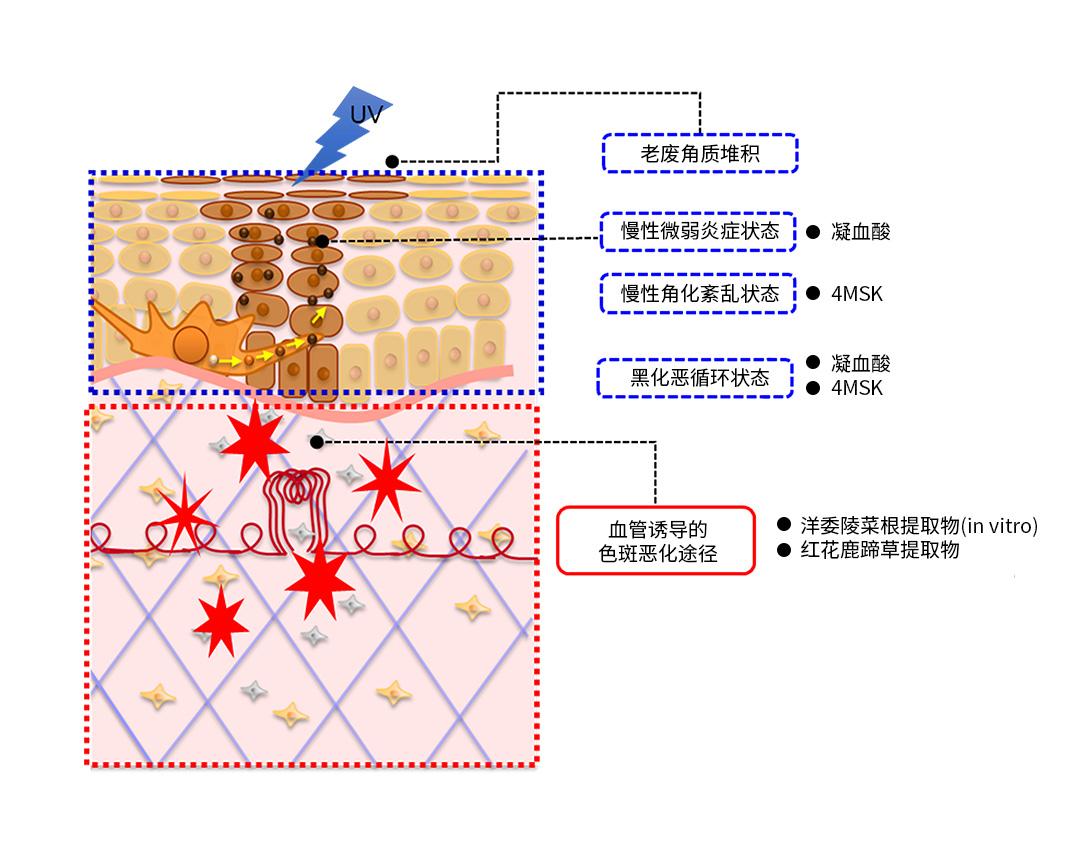 资研所Shi-Lab| 赶走色斑，只需4MSK+X？