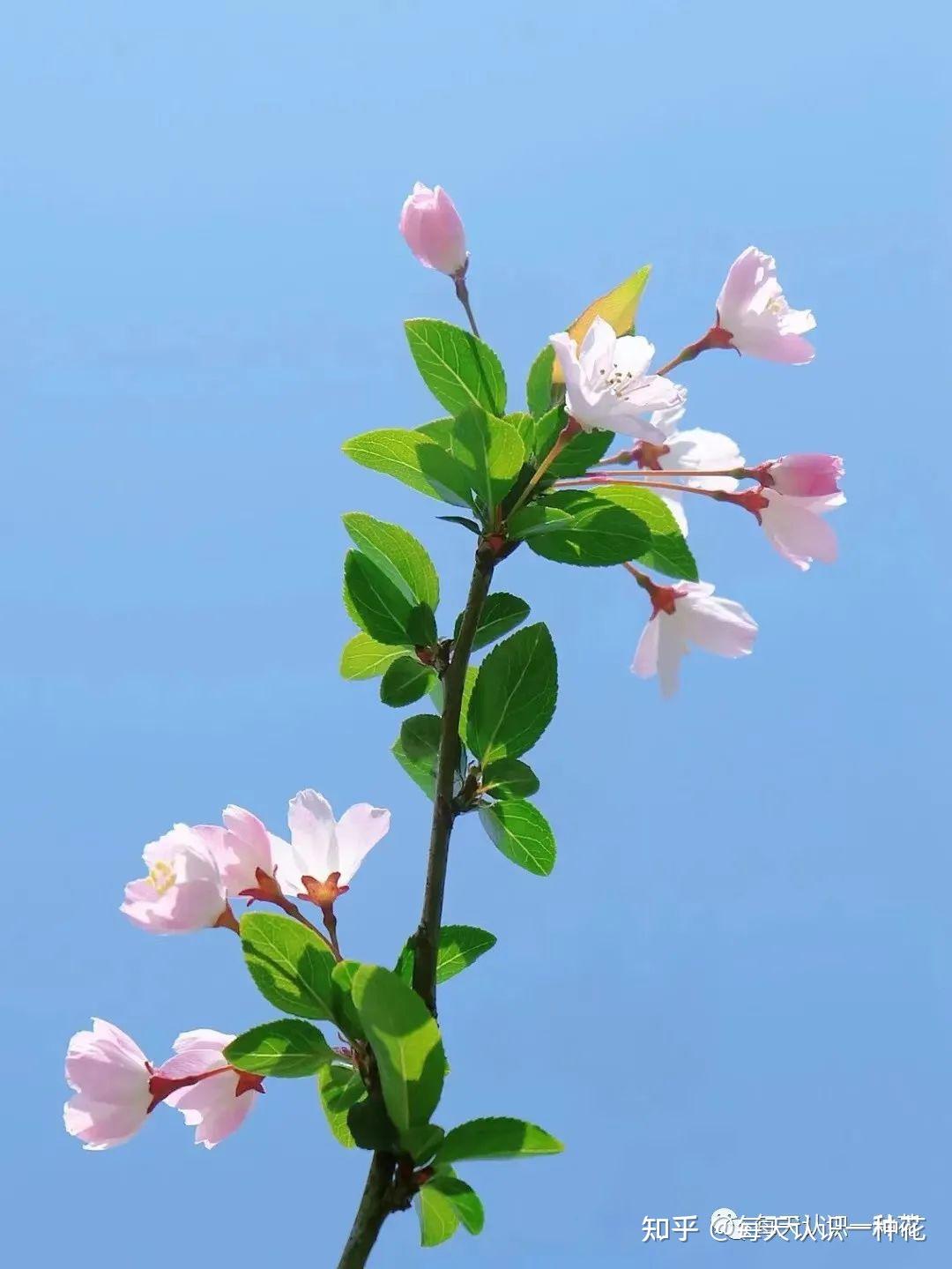 垂丝海棠怎么养? 知乎