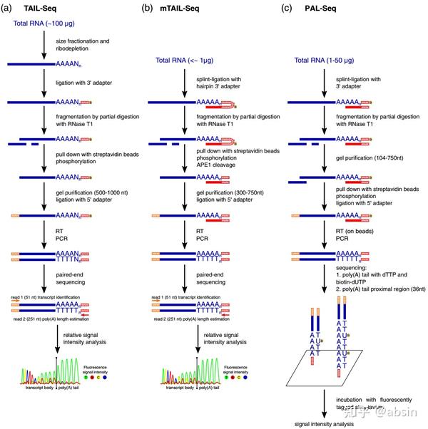 mRNA质量检测之poly A尾检测方法 - 知乎