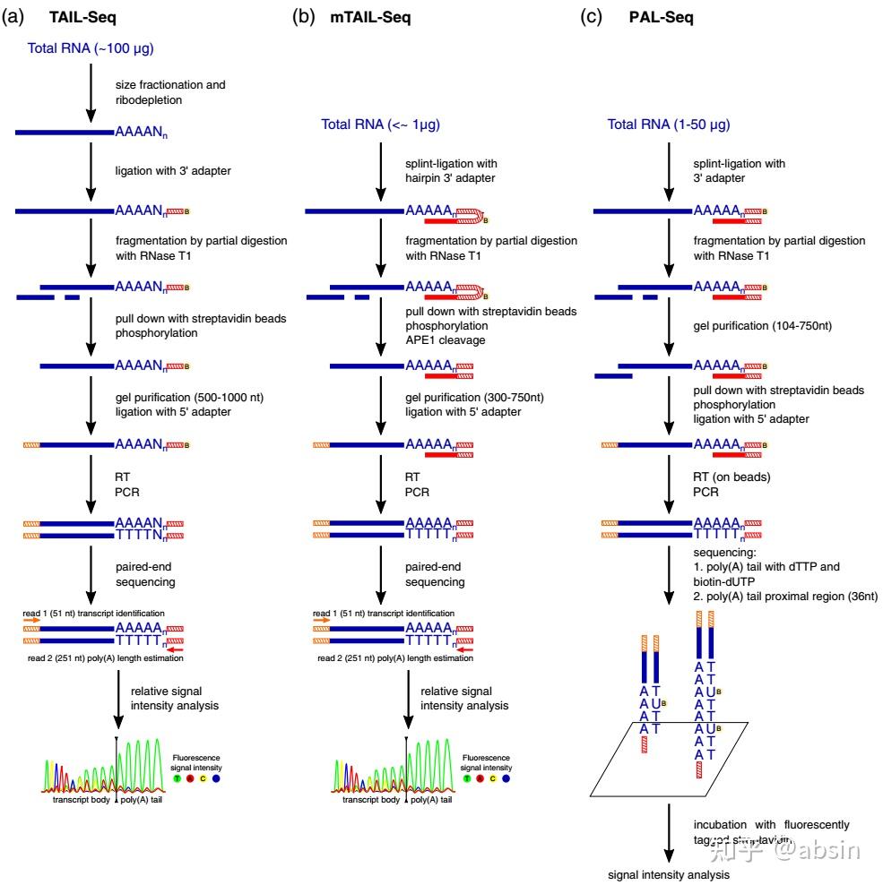 mRNA质量检测之poly A尾检测方法 - 知乎