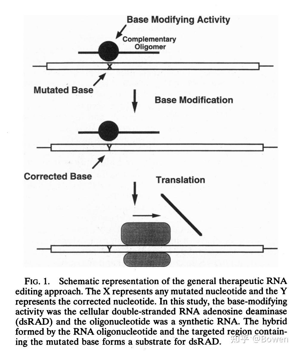 RNA Editing发展历程 - 知乎