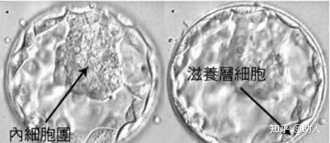 胚胎等级是如何划分的 - 知乎