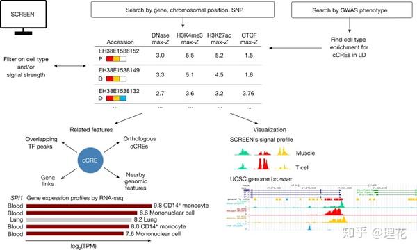 ENCODE项目第三期论文解读之一：扩增的人和小鼠基因组的DNA元件百科 - 知乎