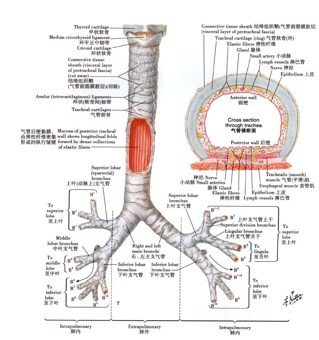肺内支气管和肺段 - 知乎
