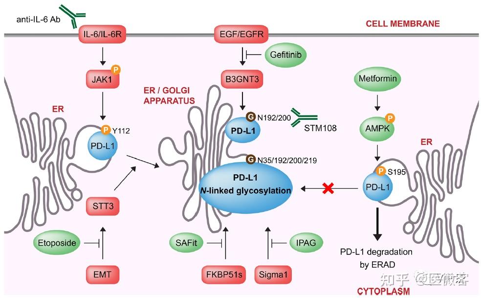 去糖基化的PD-L1蛋白可能成为癌症免疫治疗更可靠的生物标志物 - 知乎