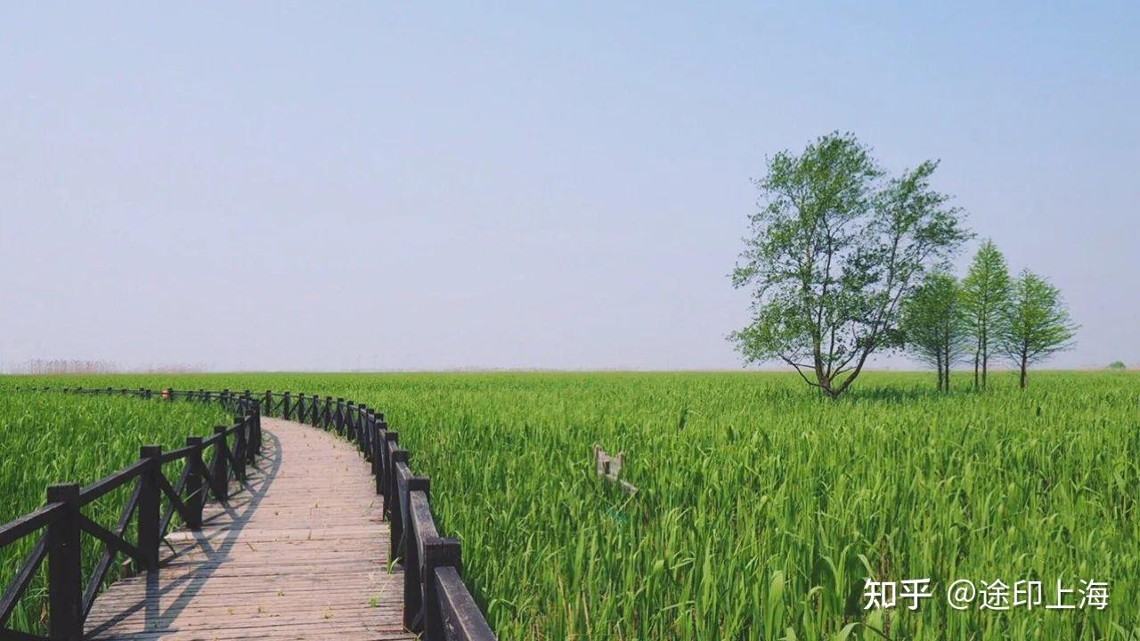 5km轻徒步+18km骑行活动：崇明岛西沙湿地 水杉野餐 滩涂抓蟹 - 知乎