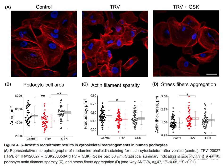 ATR1激动剂激活 β-Arrestin 通路可促进肾小球细胞中的钙内流 AbMole - 知乎