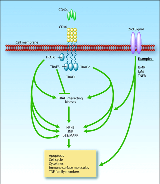 课代表上线：抗体药物研发又一热点——CD40 - 知乎