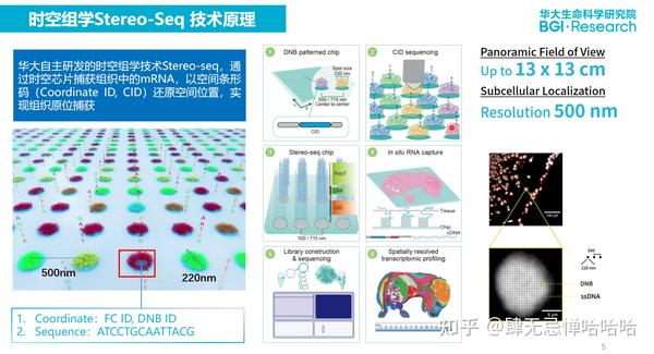Stereo-seq 的原理和步骤-秒懂 - 知乎