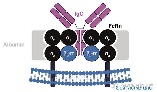 靶向新生儿Fc受体：FcRn - 知乎