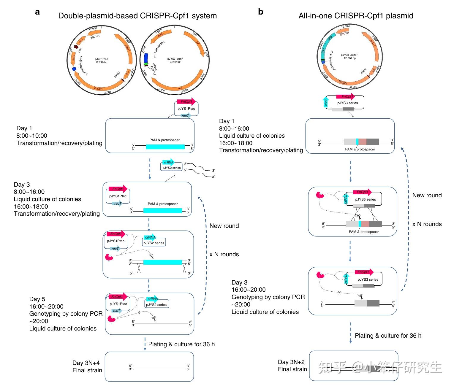 CRISPR-Cpf1 辅助的谷棒杆菌基因组编辑 - 知乎