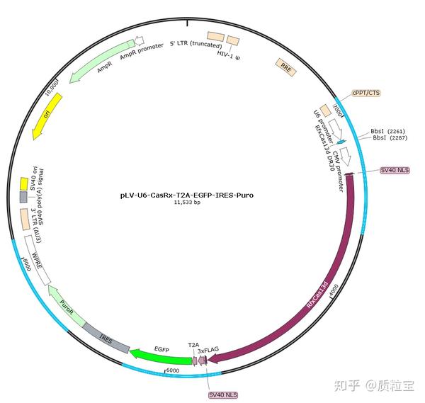 靶向RNA的CRISPR/CasRx - 知乎