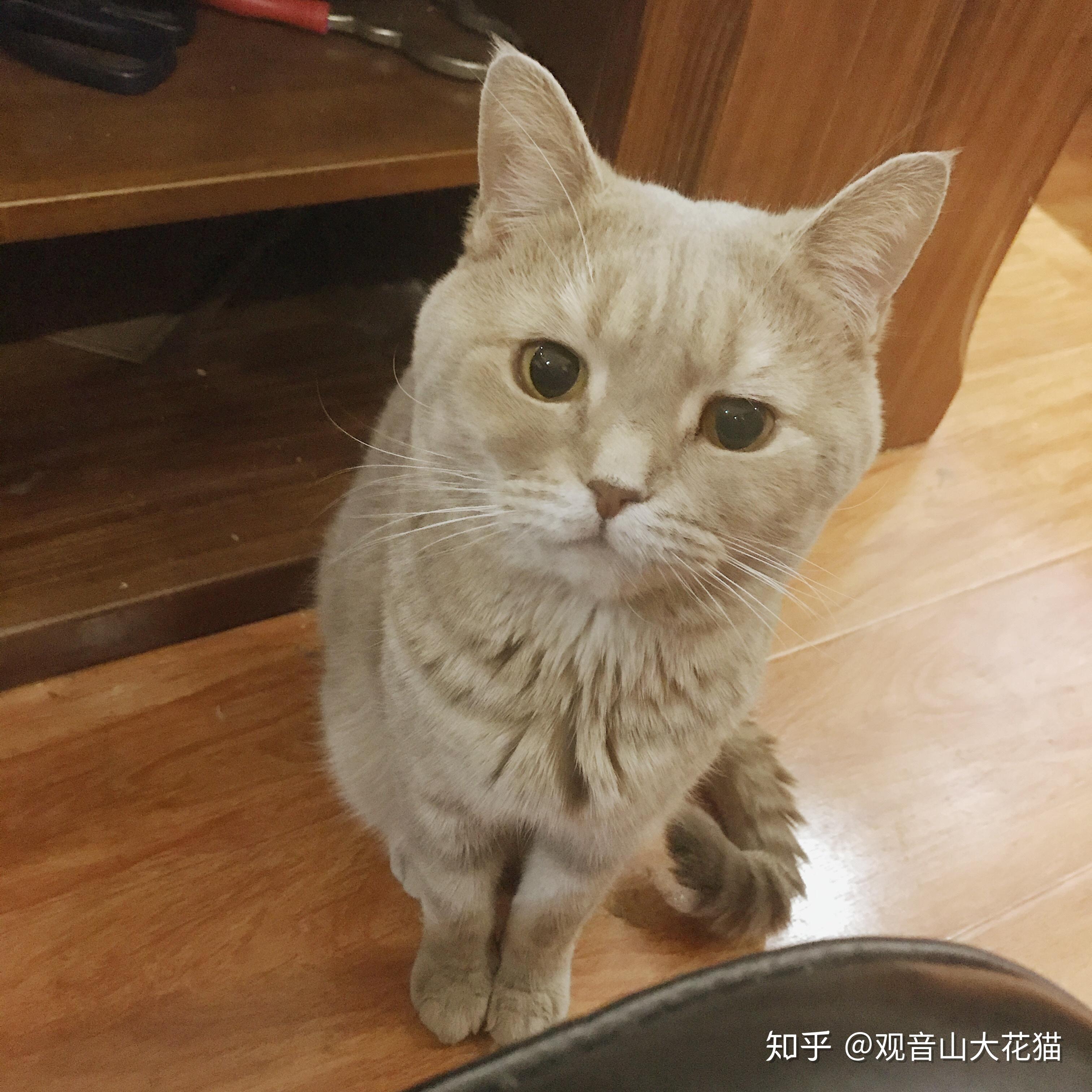 摸猫的哪会让它感觉最舒服? 知乎
