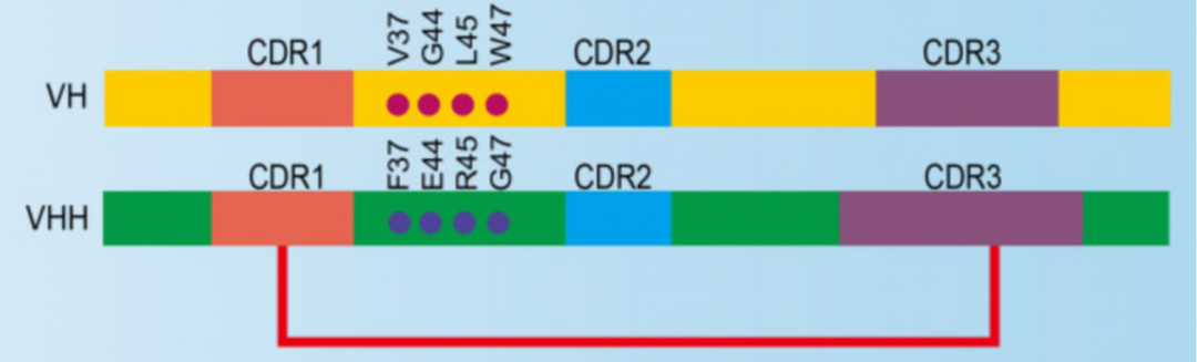 纳米抗体发展及应用前景 - 知乎