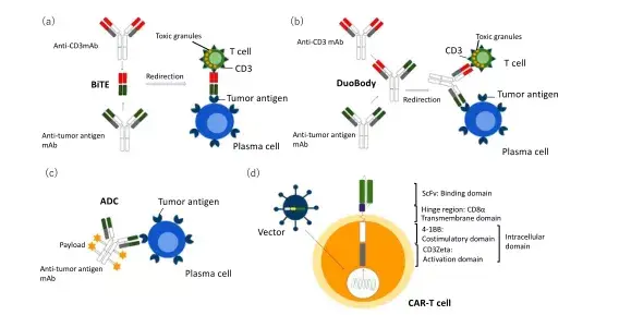 多发性骨髓瘤(MM)的治疗演变之路 - 知乎