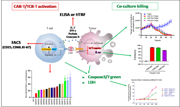 Jurkat76报告细胞“赋能”CAR/TCR高效筛选 - 知乎