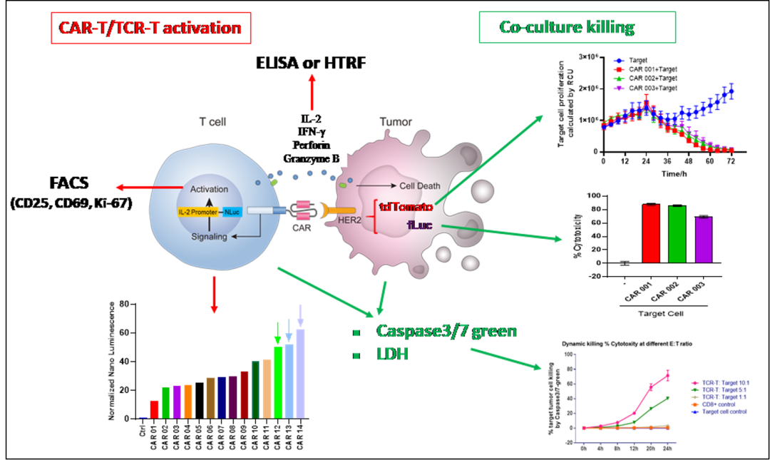 Jurkat76报告细胞“赋能”CAR/TCR高效筛选 - 知乎