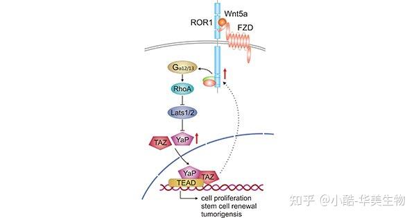 肿瘤免疫治疗新兴靶点ROR1，究竟有多大潜力？ - 知乎