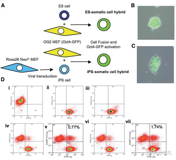 【文献翻译】体细胞融合法测定小鼠ES细胞和iPS细胞重编程能力的比较 - 知乎