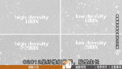 C2C12细胞培养，小鼠成肌细胞培养攻略-丰晖生物 - 知乎