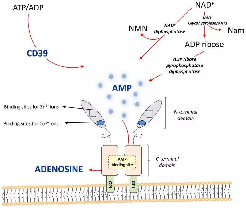直击ASCO 2018：PD-1及其联合治疗靶点作用机制 - 知乎