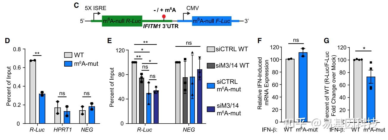干货系列：高通量测序后的下游实验验证方法——m6A RNA甲基化篇｜易基因 - 知乎