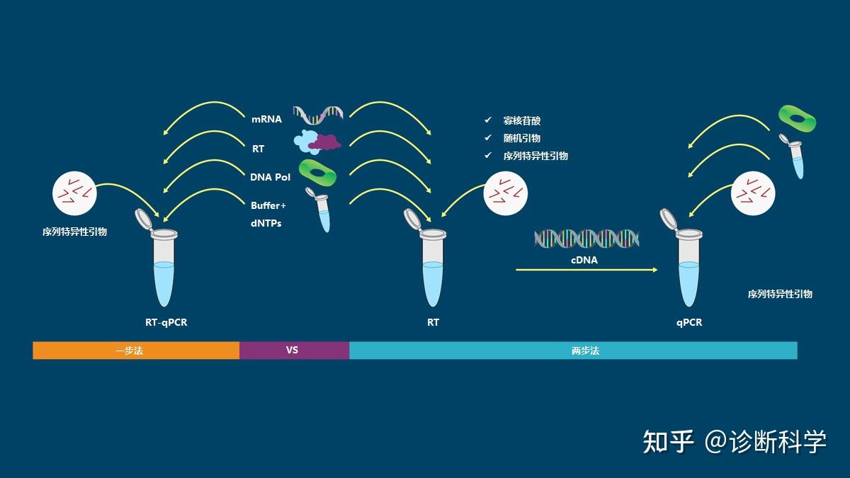 一文读懂定量聚合酶链式反应（qPCR） - 知乎