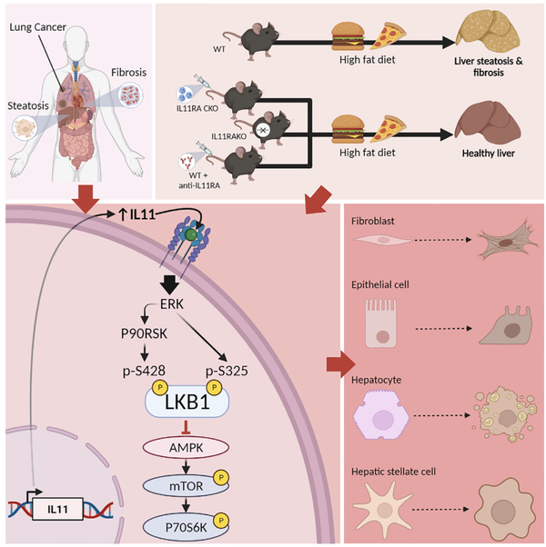 Cell新子刊丨WB含量100%丨IL-11新作用 - 知乎