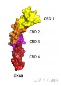 OX40/OX40L：癌症及自免疫明星靶点 - 知乎