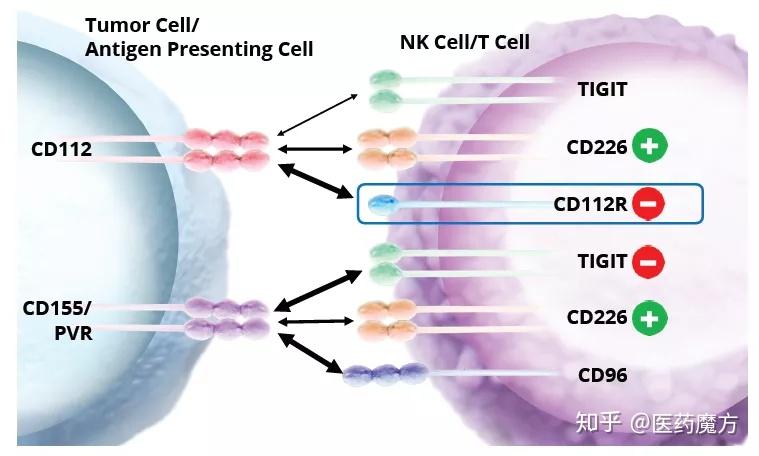 诺华、默沙东之后，GSK又下8.15亿美元大单！这家癌症免疫疗法公司有何重磅产品？ - 知乎