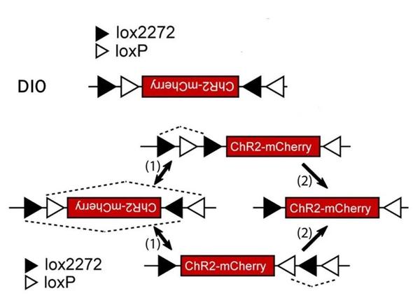又见Cre！Cre/Loxp系统应用全攻略 | 知识点分享 - 知乎