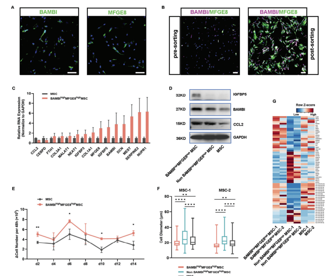 Adv Sci︱孙凌云/余佳团队发现有独特异质性的人脐带间充质干细胞BAMBIhighMFGE8high亚群 - 知乎