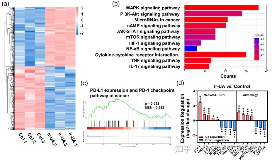 南京师范大学苏志JMC：铱 (III) 基PD-L1激动剂通过调节p62和ATF3以增强癌症免疫治疗 - 知乎