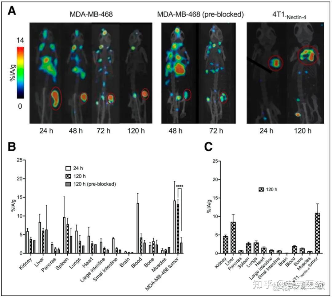 Nectin-4核药研发按下加速键！ - 知乎