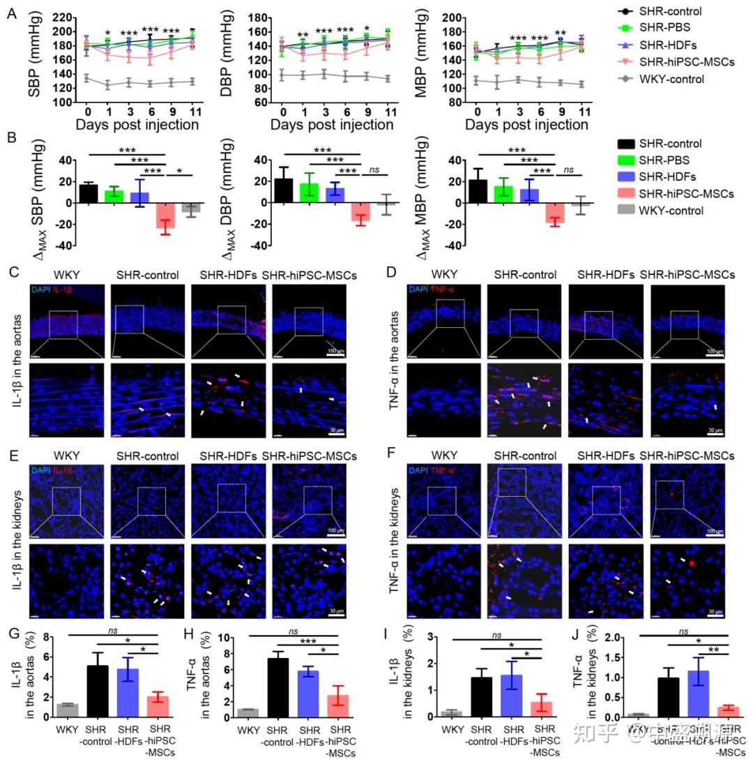 文献解读 | 揭秘iMSC：为何它比传统MSC更受青睐？ - 知乎