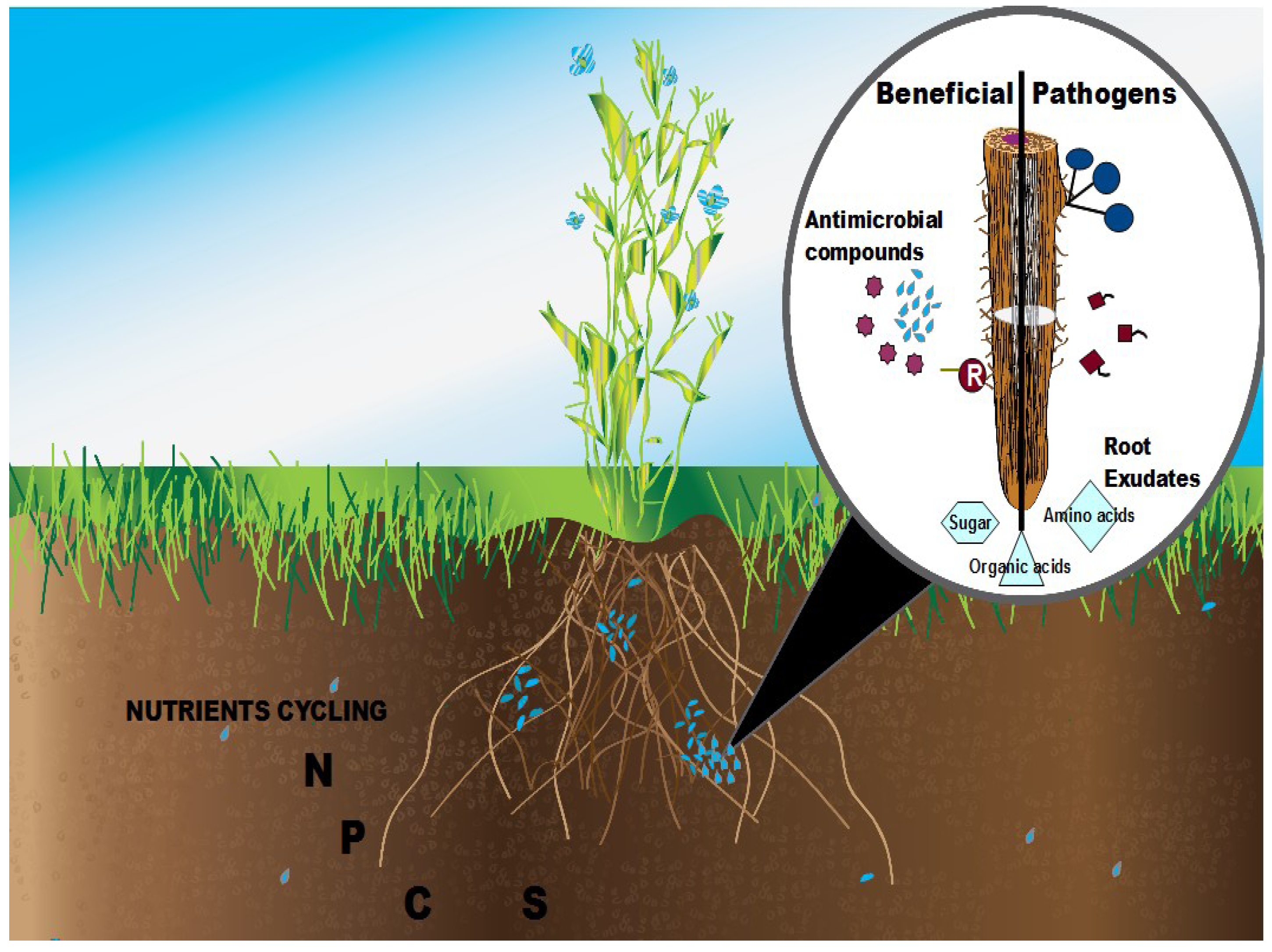 抗病土壤（Disease suppressive soils）丨土传病害施什么药？土壤自身就可以！ - 知乎