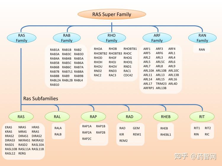 Sotorasib增速回升！KRAS靶点能否引领癌症治疗新格局？ - 知乎