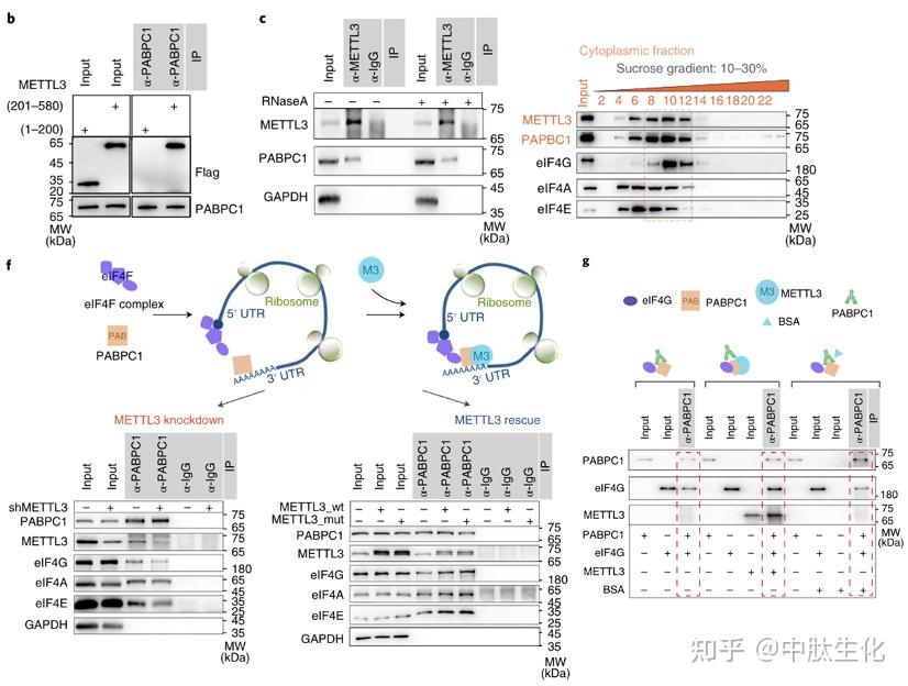 《自然》子刊：中国医学科学院团队发现胃癌发病新机制！ - 知乎