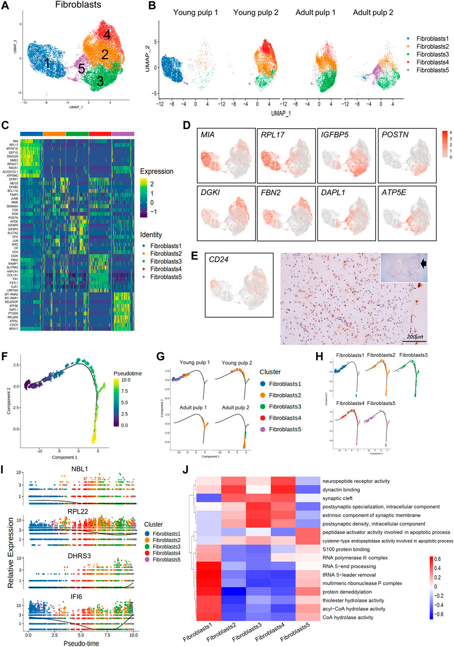 项目文章 | 单细胞测序揭示人牙髓细胞的时空景观 - 知乎