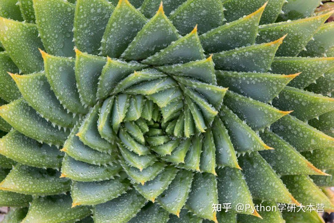 领略数学之美，使用Python创建分形图案 - 知乎